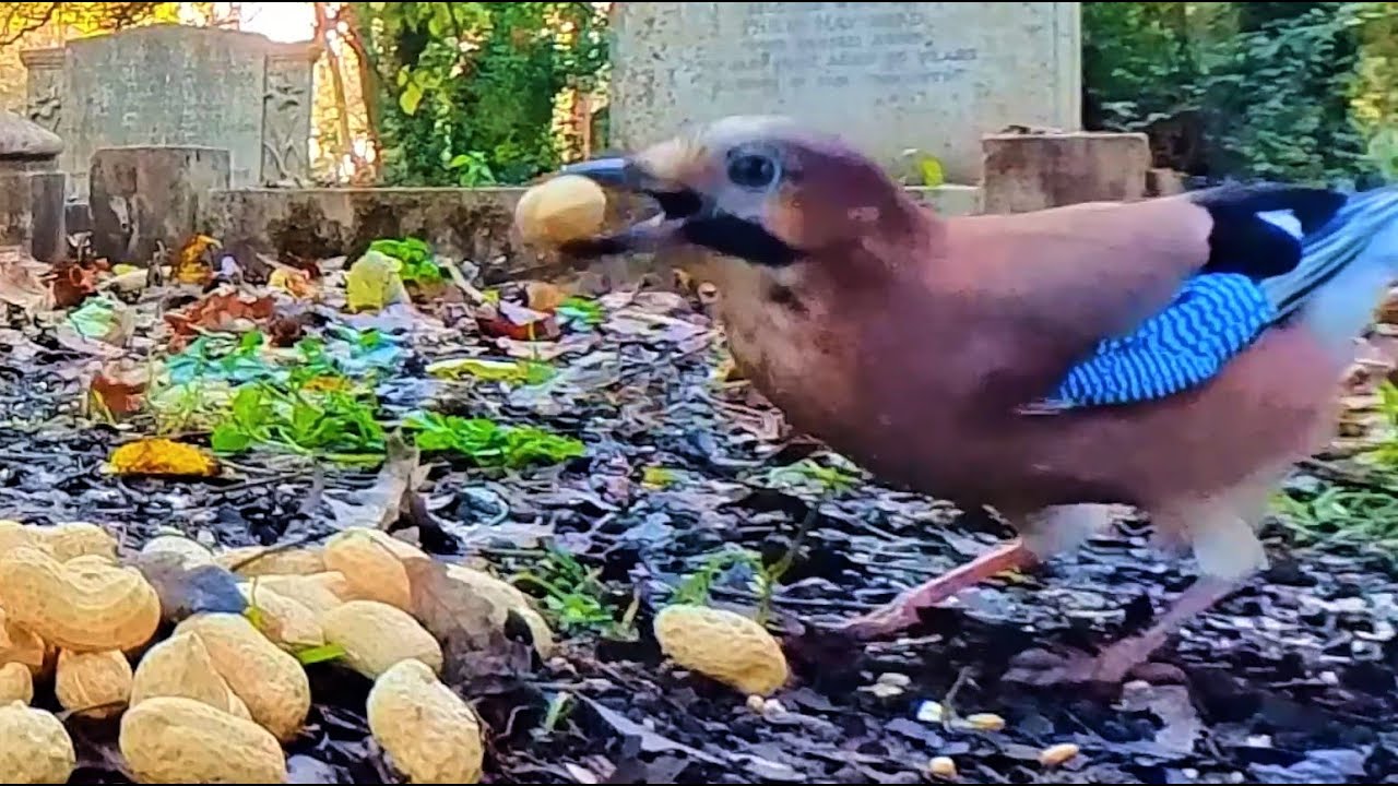 Large Tempting Pile of Monkey Nuts, Who Will Come? / Trail Cam ...