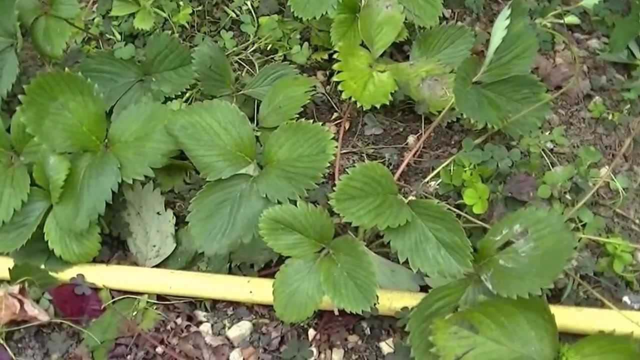 Comment faire un marcottage? Méthode sur fraisier - YouTube