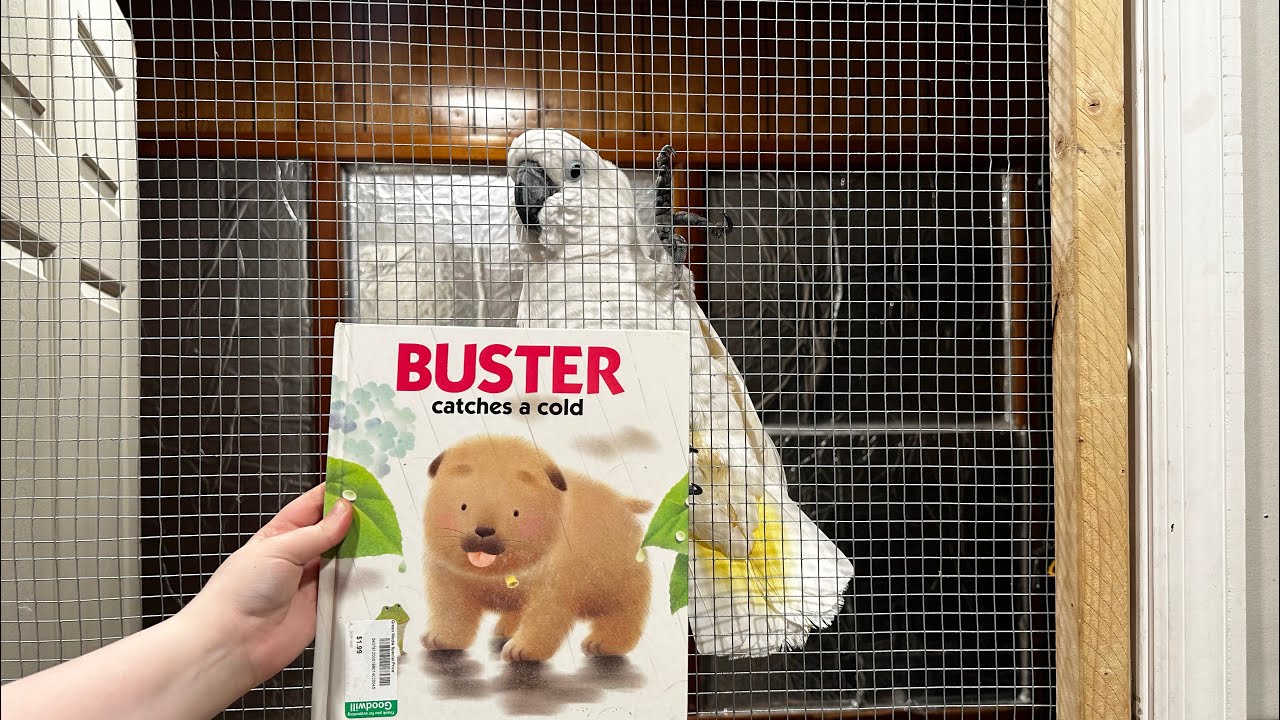Buster’s travel cage explained & parrot goodwill haul - YouTube