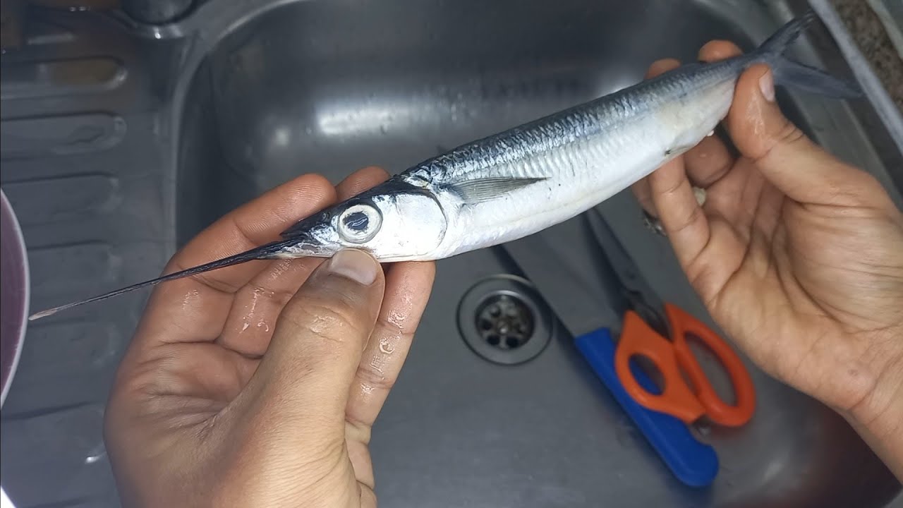 Needle Fish | Konthi meenu How to Cleaning for Cooking - YouTube
