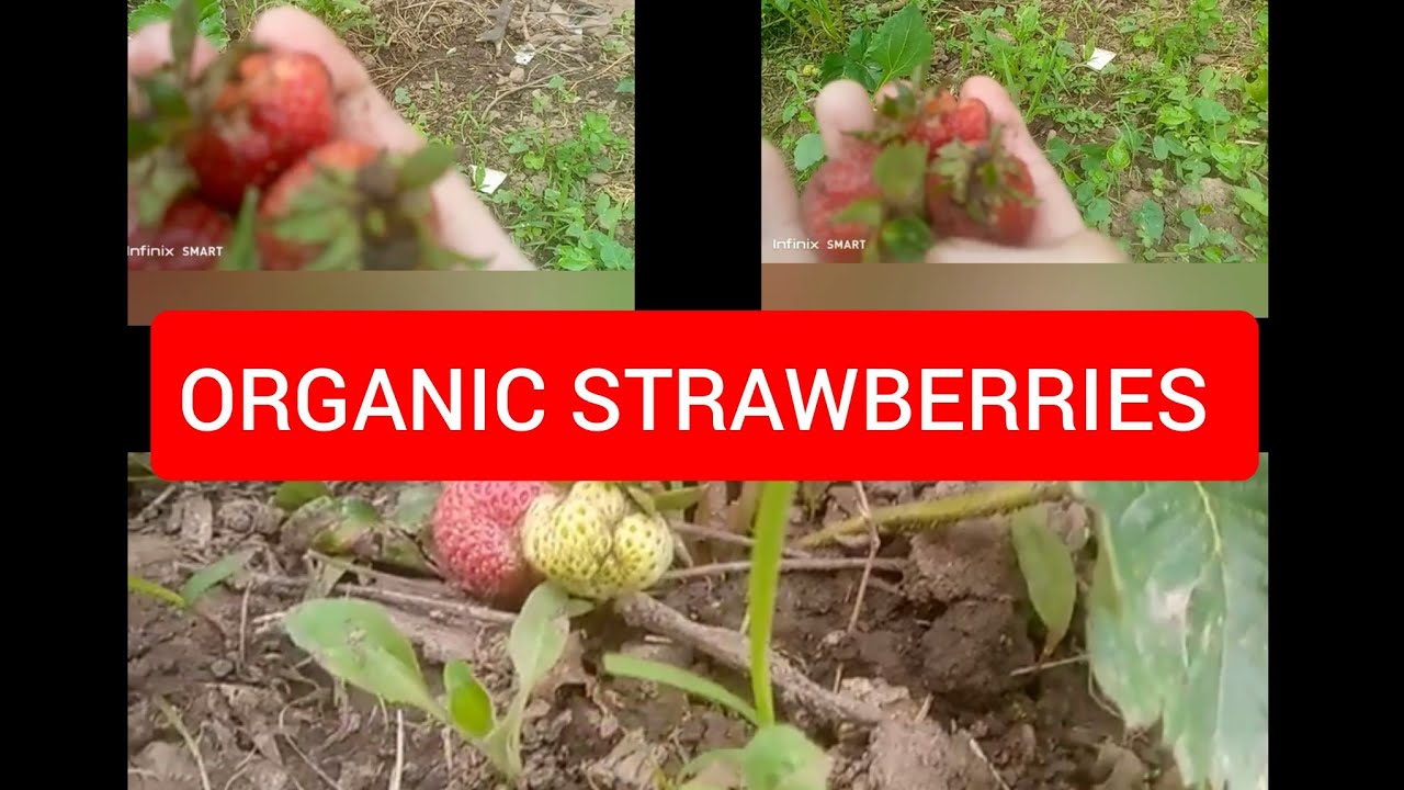 First Fruits Of Our Strawberries sweet Without Condensed Milk YouTube First Fruits Of Our Strawberries sweet Without Condensed Milk YouTube