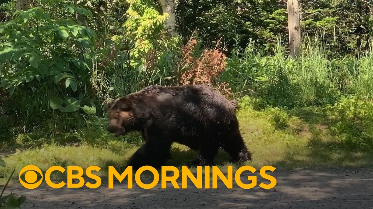 Bear attacks in Japan at record high as the animals struggle to find ...