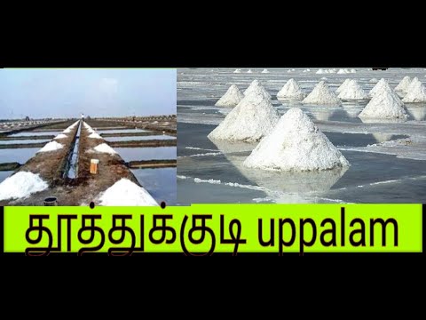 Thoothukudi Uppalam|தூத்துக்குடி uppalam உப்பு உருவாகும் முறை காணலாம் ...