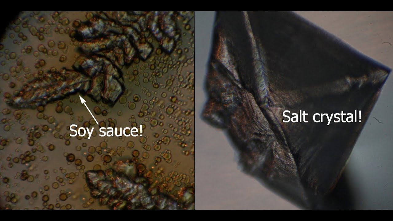 AWESOME Salt Crystals growing under a microscope! - YouTube