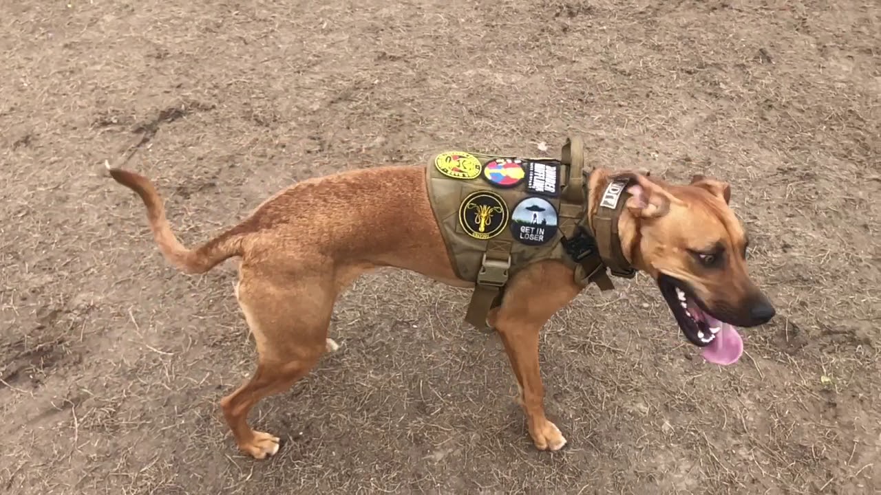 Bandit is super fast and fun! - YouTube
