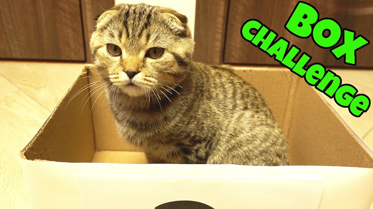 Cat vs boxes- From a huge box to the tiniest - YouTube
