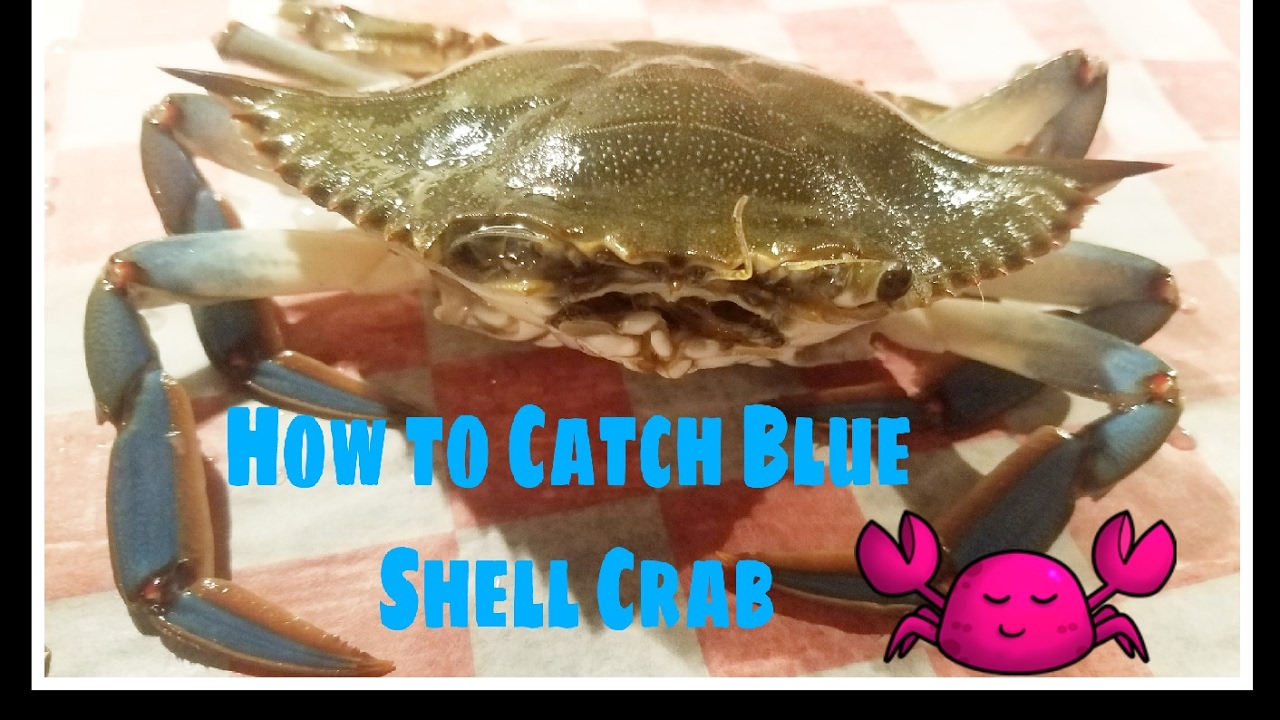 How to catch blue shell crabs - YouTube