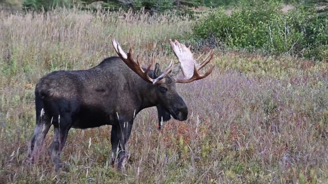 Bull Moose in Rutting Behavior - YouTube