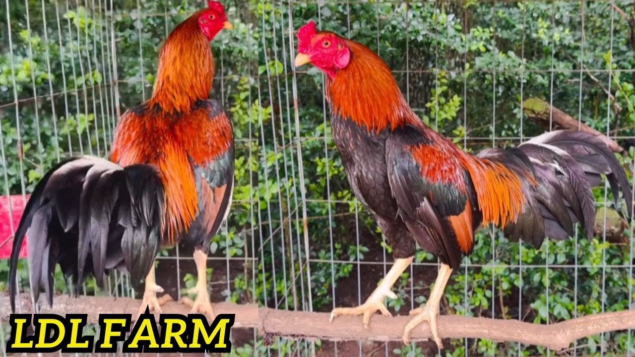 Asil Sweater Kelso Outdoor Breeding Pens Feeding Time - Big Farm USA ...