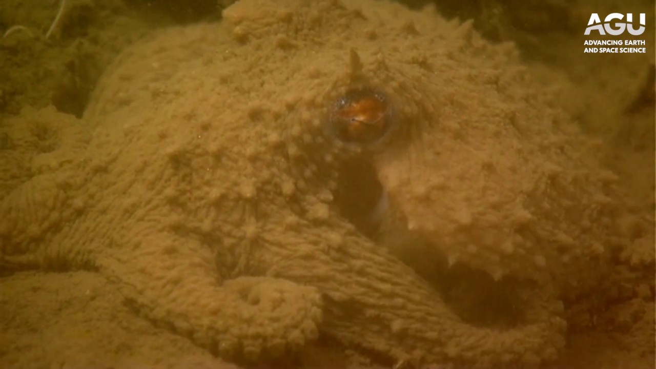 Can you spot this octopus blending in to the seafloor? - YouTube