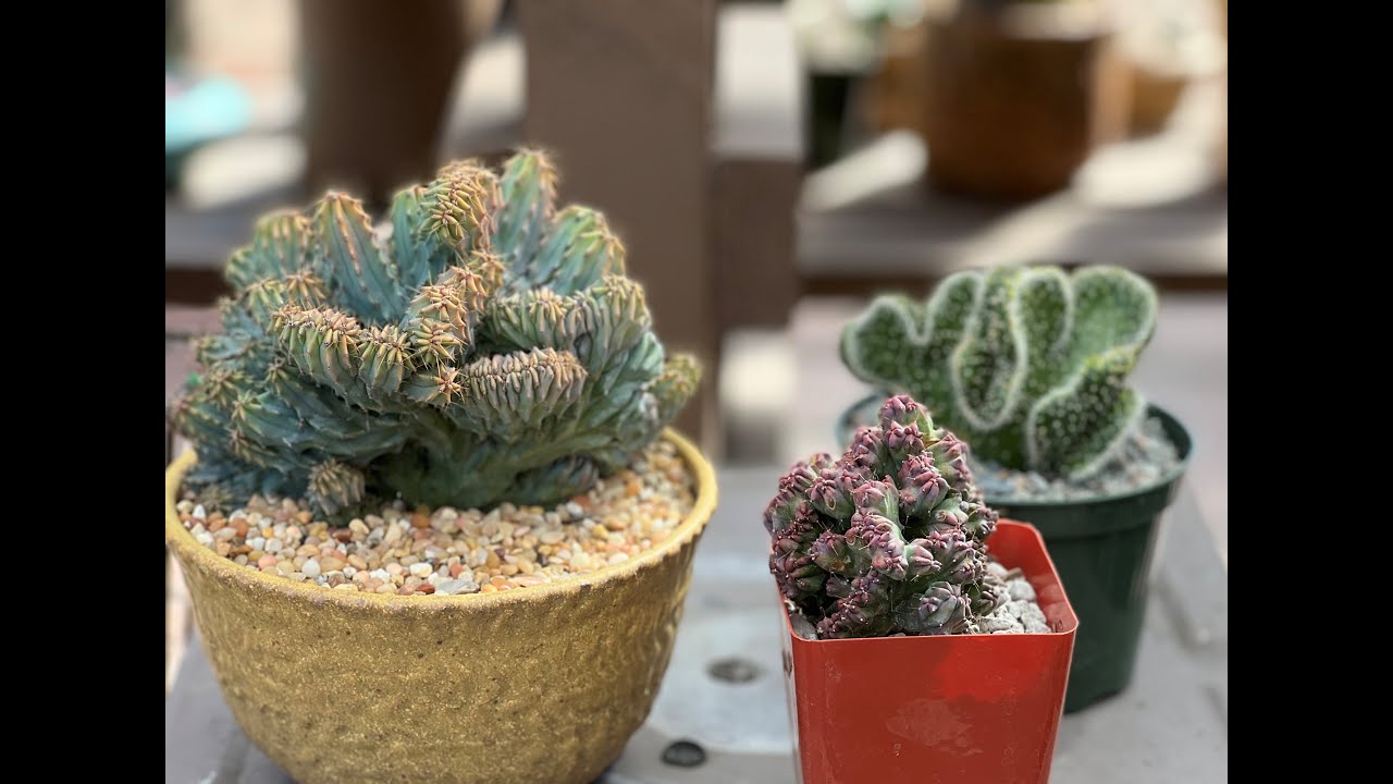 Amazing collection of crested and rare cacti - YouTube
