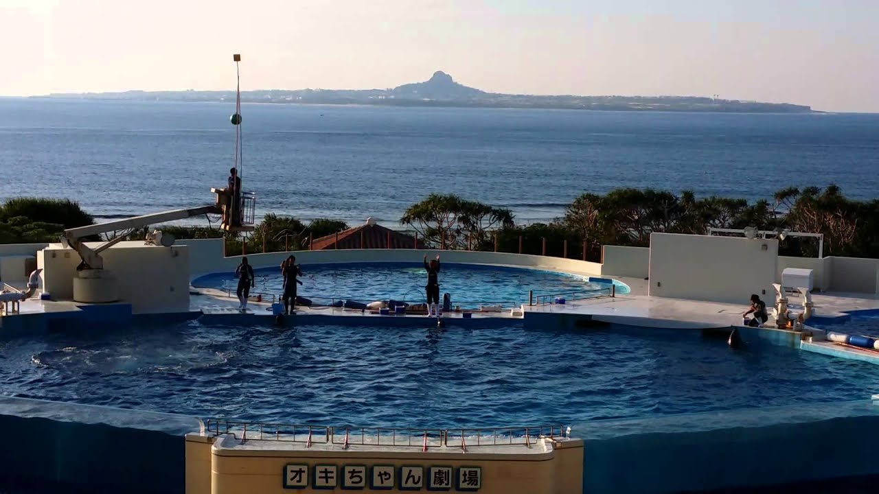 Dolphin Show in Okinawa Churaumi Aquarium - YouTube