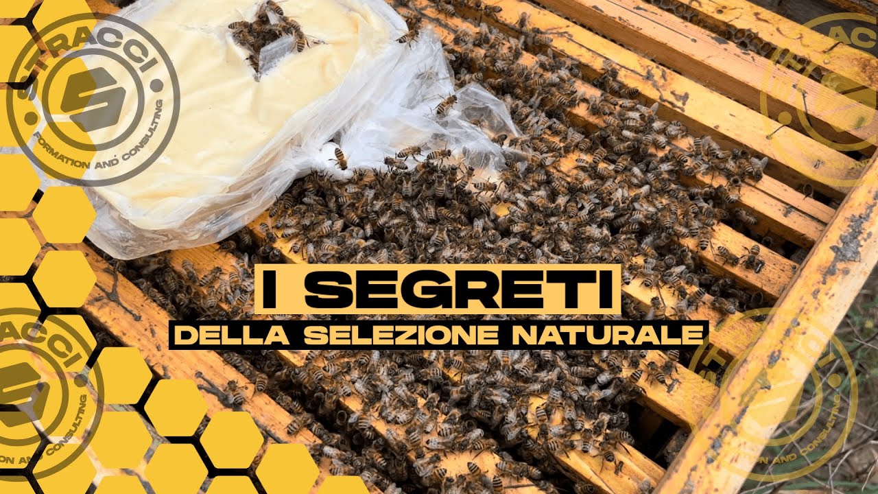 I Segreti dell'Allevamento delle Api Regine: come otteniamo le nostre ...