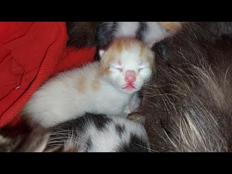 Protective Mother Cat Cuddling Her Kittens Tight To Make Them Feel ...