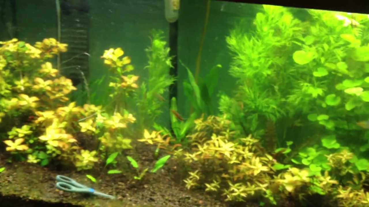 Pruning Water Sprite - Root Growth is Insane ! - YouTube