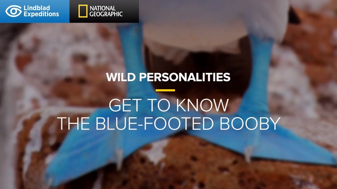 Wild Personalities: Blue Footed Booby | Lindblad Expeditions-National ...