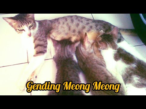 Gending Meong Meong
