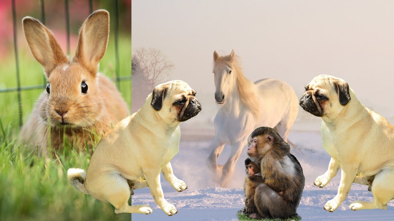 Animal video for kids // Rabbit, Horse, Dog, Monkey, Peacock, video for ...