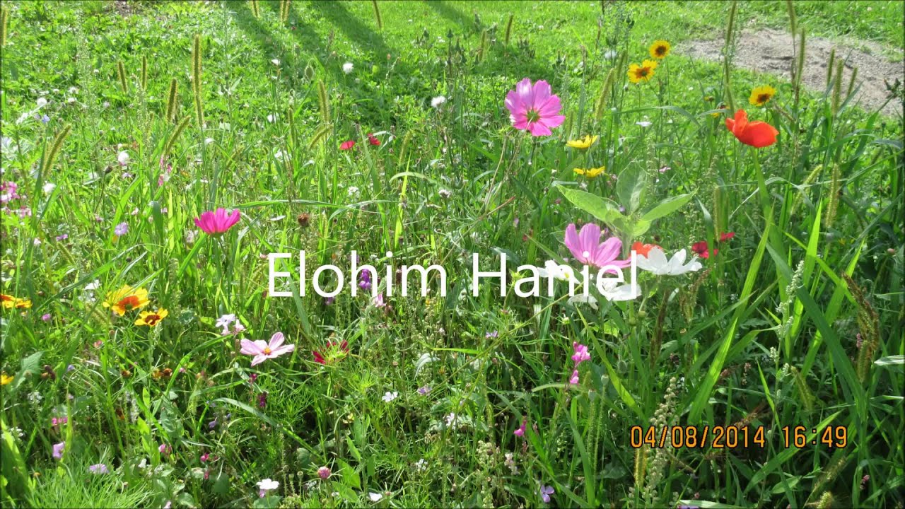 Elohim Haniel - Eine Botschaft für Dich! Meditation - YouTube