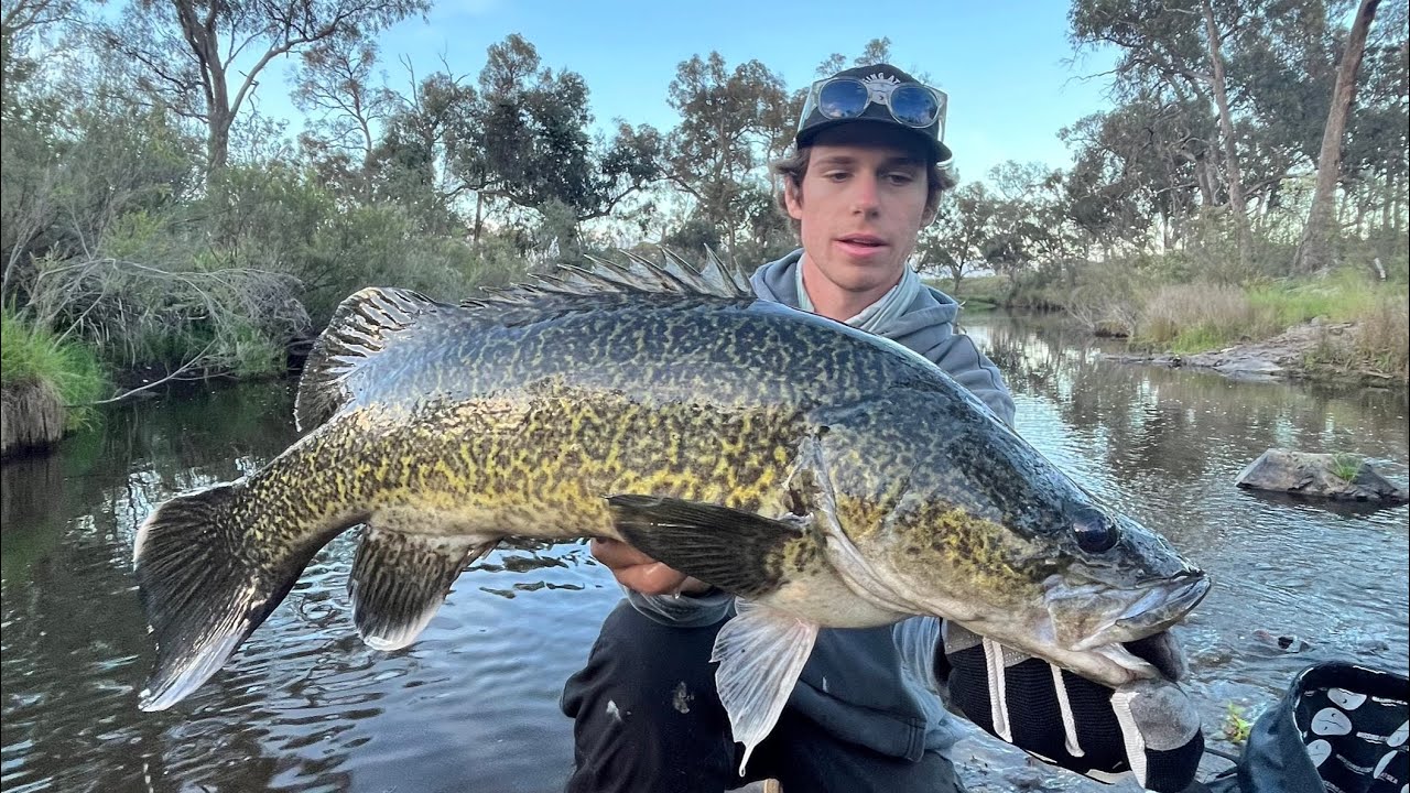 Murray Cod - Skinny creek fishing ft DEX FISHO - YouTube
