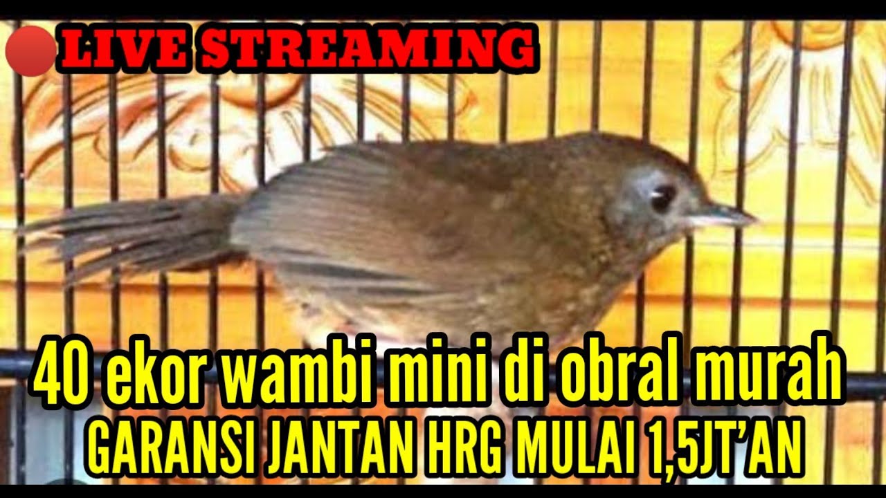 🔴 Live Bongkar Wambi Mini & Murai Blorok Extrim Hrg Promo - YouTube