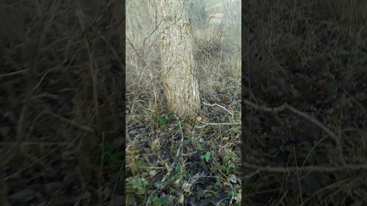 FORMER CIA GHOST ASSASSIN DUO COLLECT EVIDENCE OF CAMP SABOTAGE VIDEO 2 ...