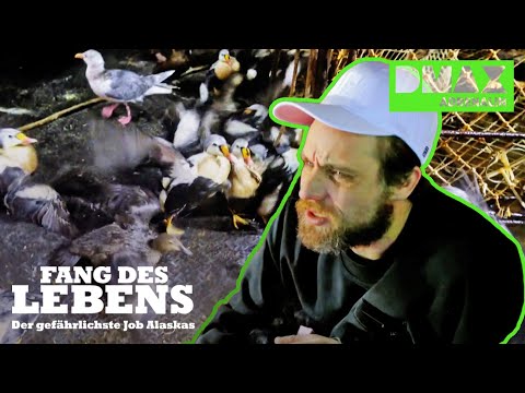 Höhenflüge und Niederschläge | Fang des Lebens | DMAX Adrenalin