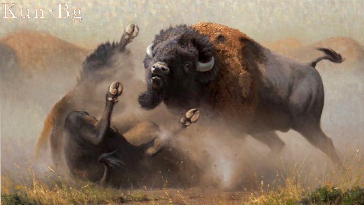 Bison Fight for Mating Rights -Bison Documentary - YouTube