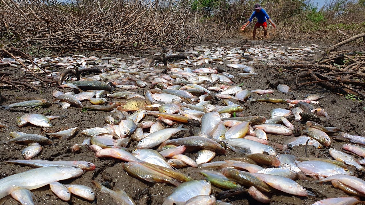 Best fishing hand skill catch a lot of fish by fisherman at river dry ...