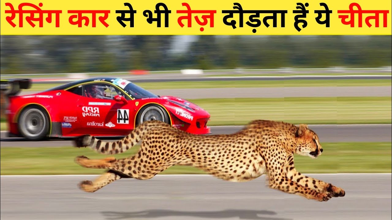 चीता आखिर इतना तेज कैसे दौड़ लेता है | Why Cheetah Is So Fast - YouTube