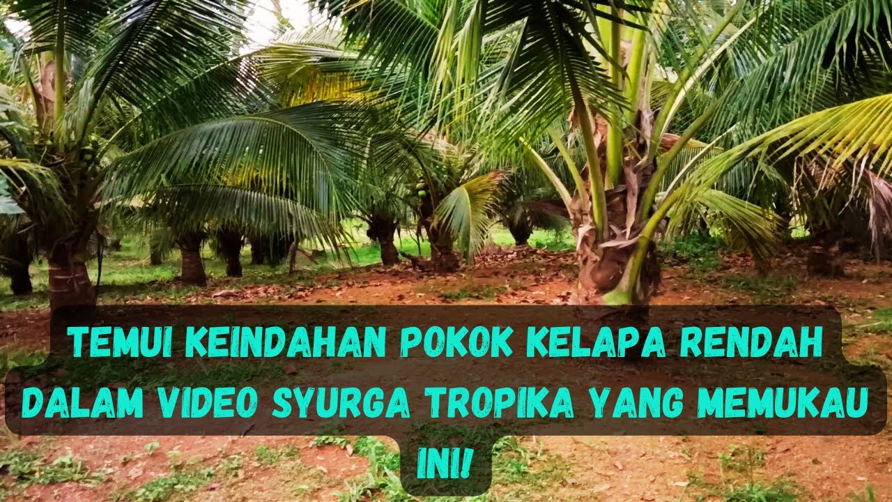 Temui keindahan pokok kelapa rendah dalam video syurga tropika yang ...