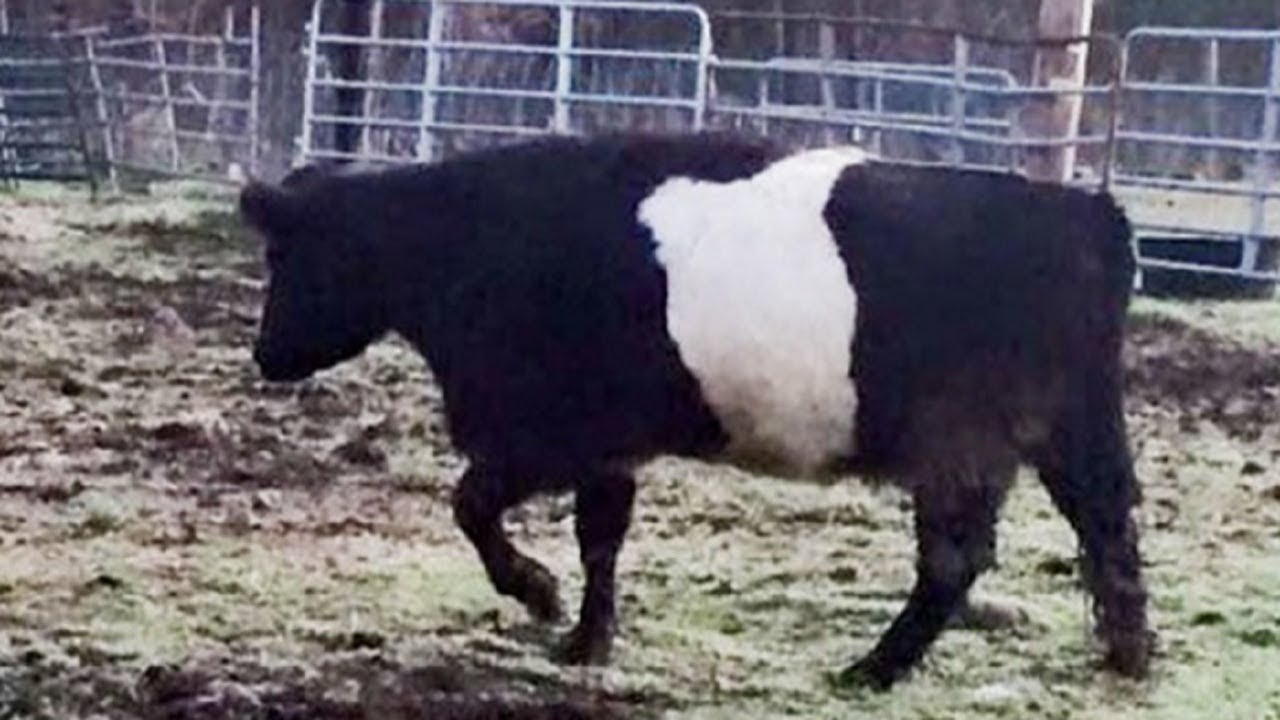 Blind Cow Who’s Lonely After Her Seeing Eye Pig Passes Away Makes A ...