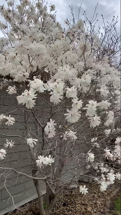 My Early Spring Flowering Trees - YouTube
