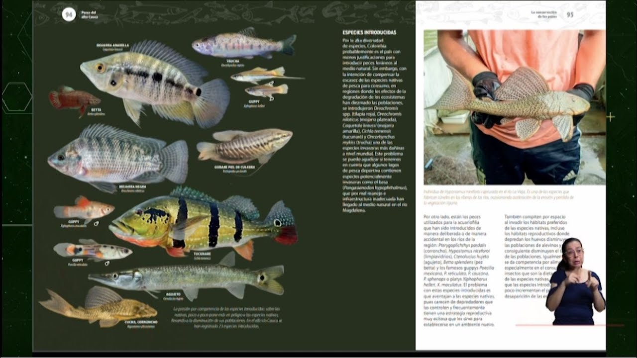 Hallan más 90 especies de peces en el río Cauca - YouTube