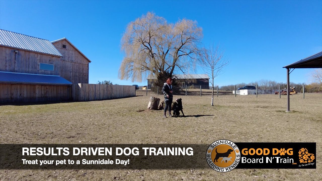 Yoji & Aiko 21-Day & 15-Day GOOD DOG Board N' Train Program At ...