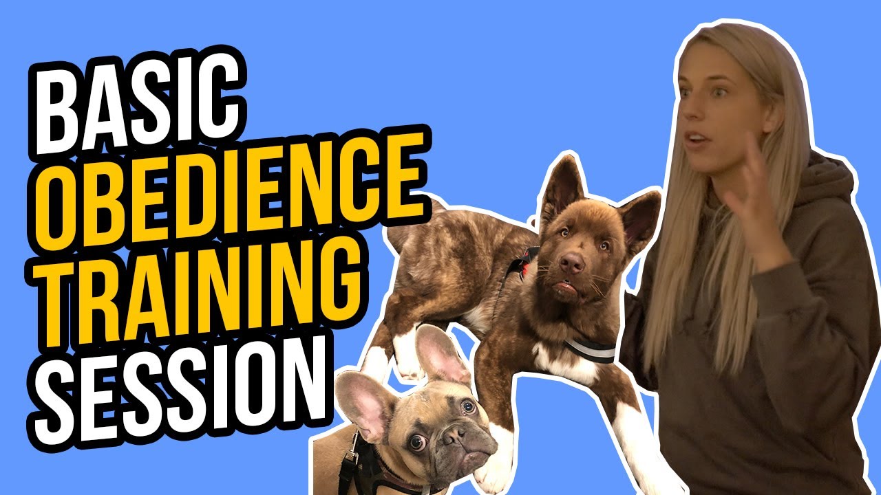 BASIC OBEDIENCE TRAINING SESSION WITH A FRENCHIE PUP - YouTube