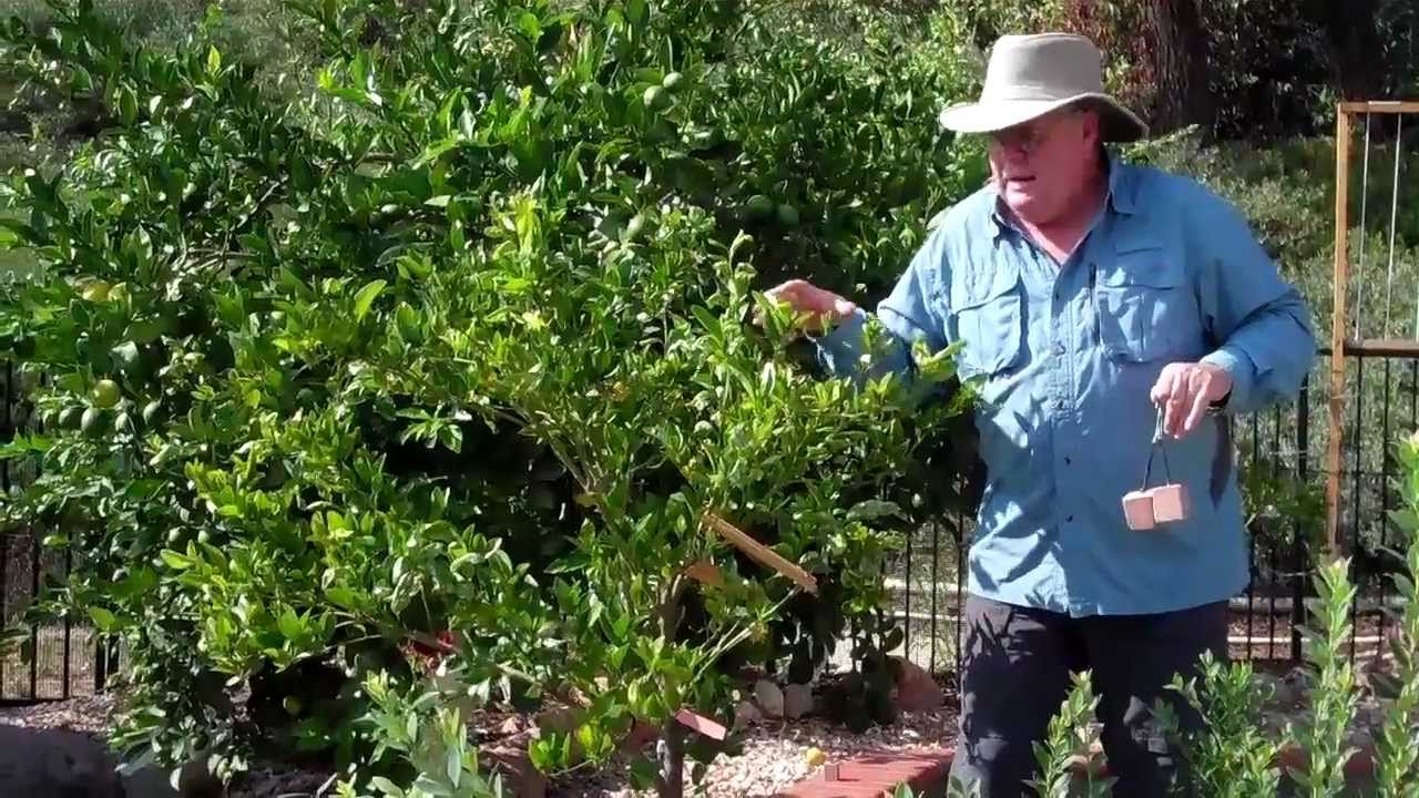 Train-A-Tree - Citrus Tango Mandarin Redirecting New Growth #2 - YouTube