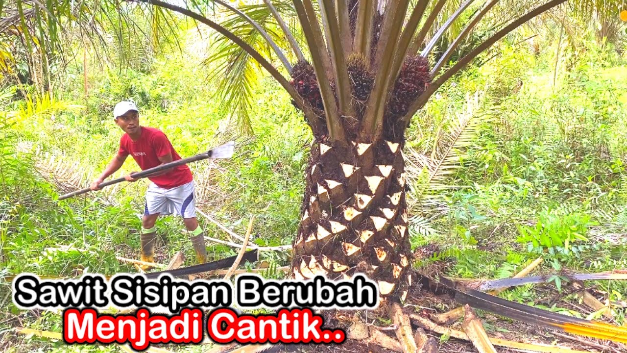 PRUNING SAWIT PLEPAH KUNING YANG DI ANGGAP KERAS TERNYATA LEMBUT - YouTube