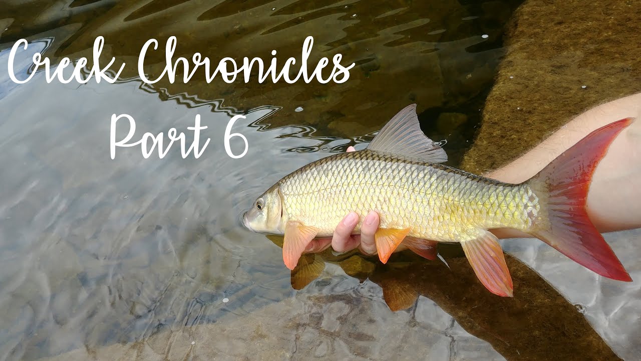 Creek Chronicles Part 6: Sucker and Bass Fishing - YouTube