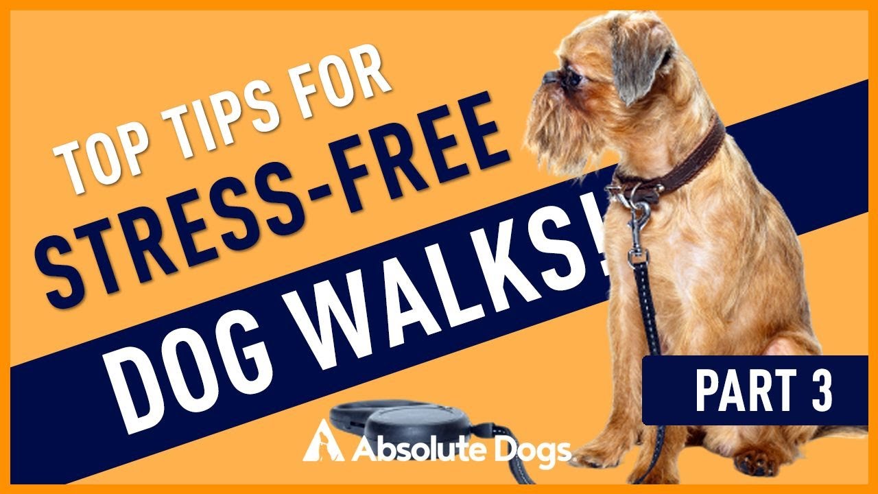 Top Tips For A Stress Free Walk Part 3 - YouTube