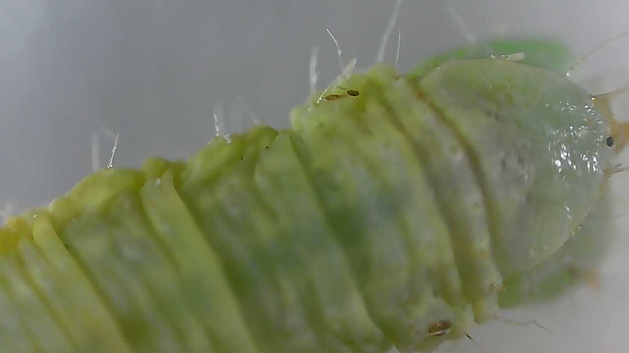 🐛Caterpillar - Under The Microscope 🔎👀 Look at it! - YouTube