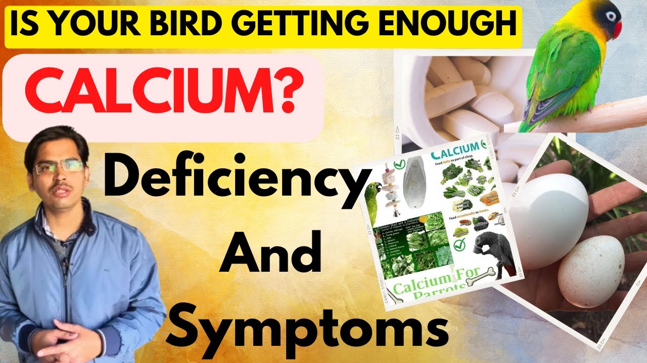 Is Your Bird Getting Enough Calcium? | Bird को भरपूर Calcium देते हैं ...