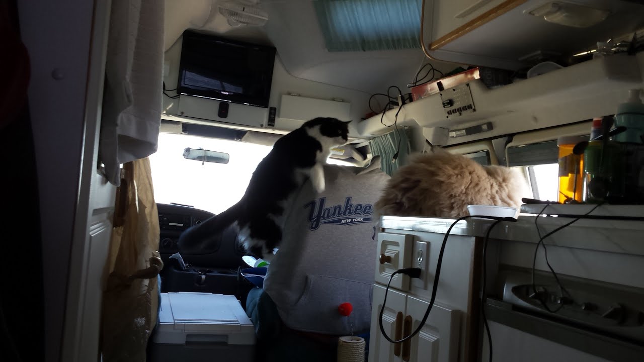 RV Cats - ** WARNING CAT VIDEO ** Vinny Takes a Fall - YouTube