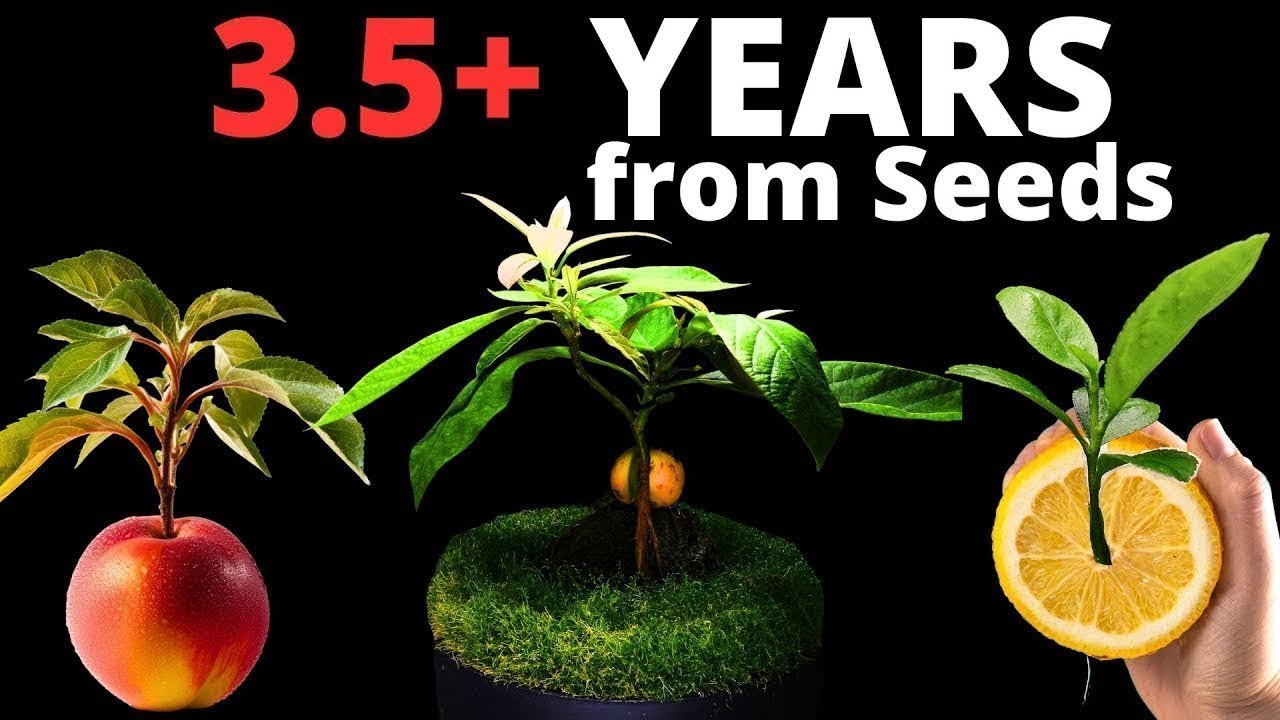 Growing Trees from Seed in Timelapse Compilation! (9 Trees - 1398 Days ...