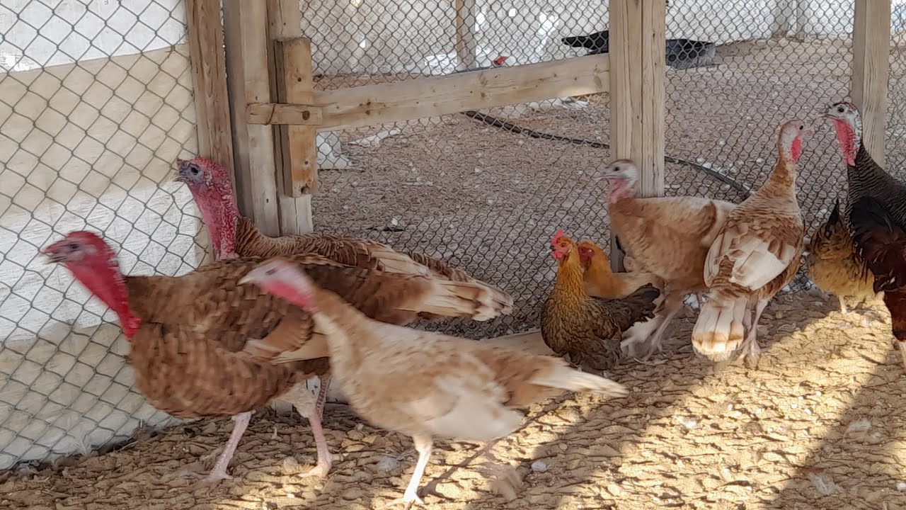 tarki chicken.. big.. - YouTube