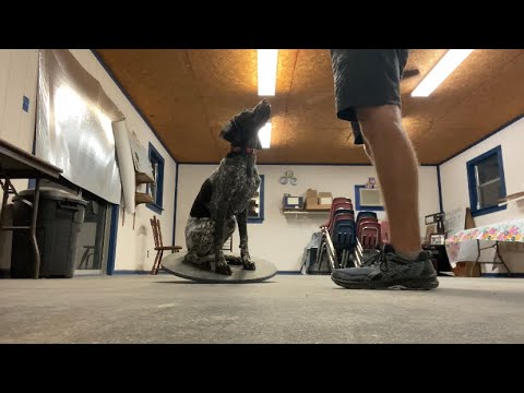 Electra GSP: AKC Intermediate Trick Dog (TKI) - YouTube