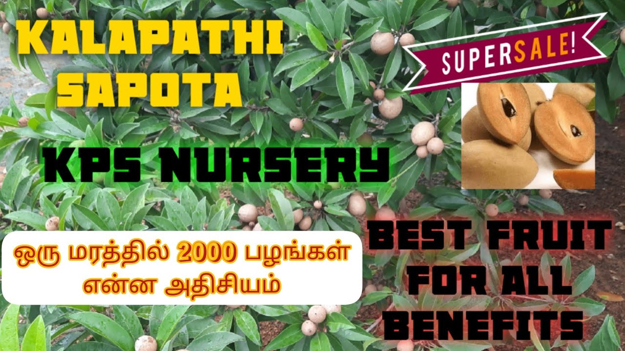 KALAPATHI SAPOTA FRUIT PLANT | SAPOTA BEST VARITIES | FRUIT PLANTS ...