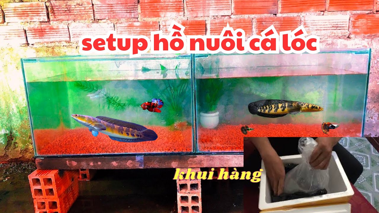 Setup hồ nuôi cá lóc đơn giản | Simple setup of snakehead fish pond ...