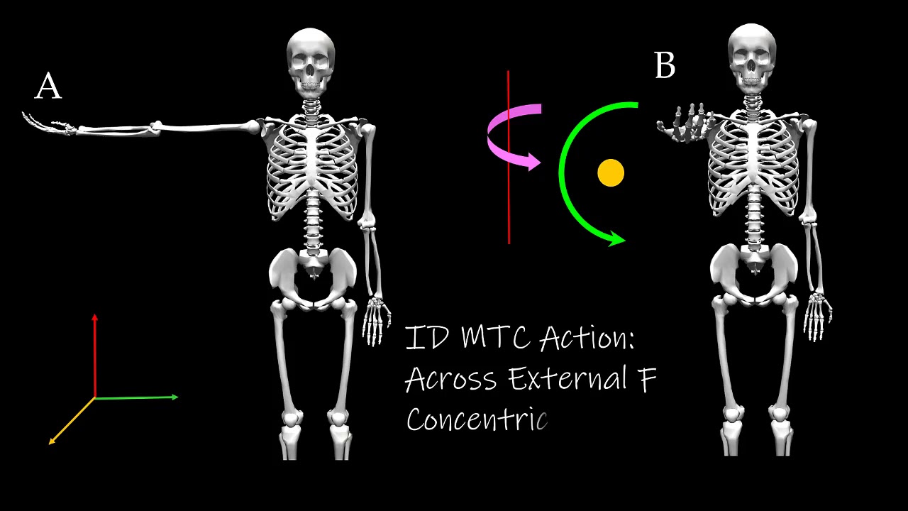 The Muscle Control Formula Concentric #3 - YouTube
