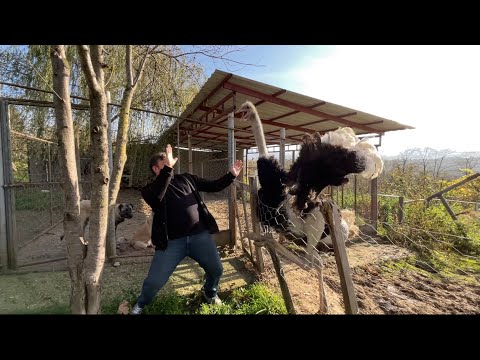 Ö*LÜM TEKMESİ(BAĞIRSAK DÖKEN)!MUTLAKA İZLE! #devekuşu #devekuşutekmesi